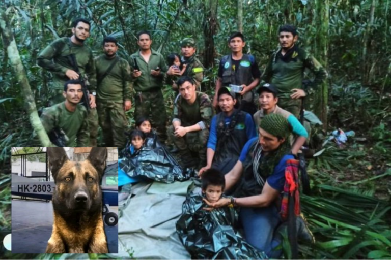 Milagro en la Selva: Después de 40 días encuentran con vida a los ...